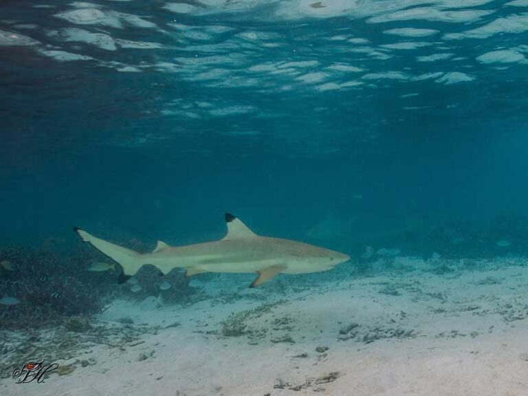 Facts About Blacktip Reef Sharks | Scuba Junkie KK